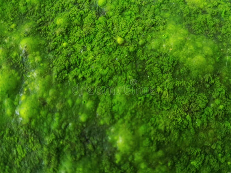AlgaeÂ is an informal stock photo. Image of photosynthetic - 96620310
