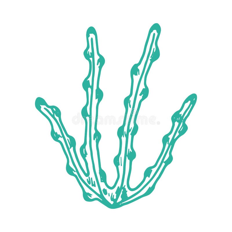 Algae Isolated Hand Drawing. on White Background Stock Vector ...
