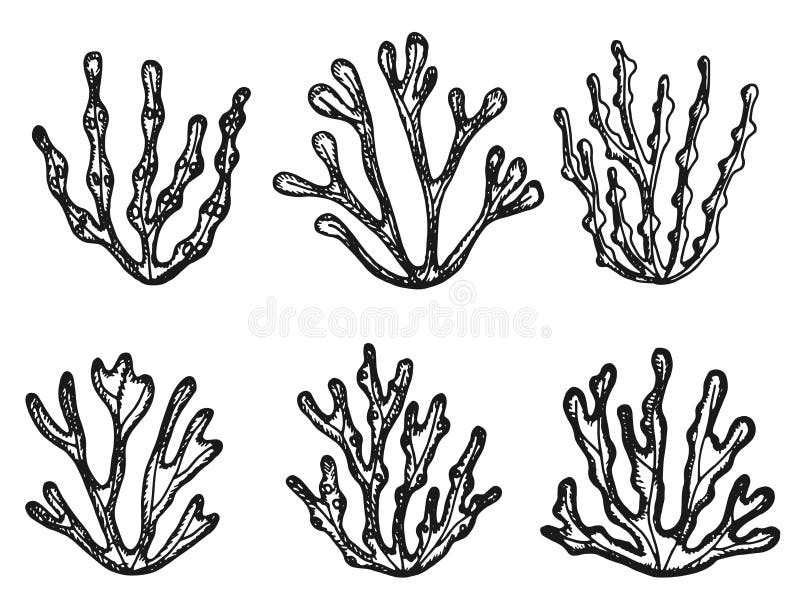Algae Outline Isolated Plants. Linear Drawing Set of Objects Stock ...