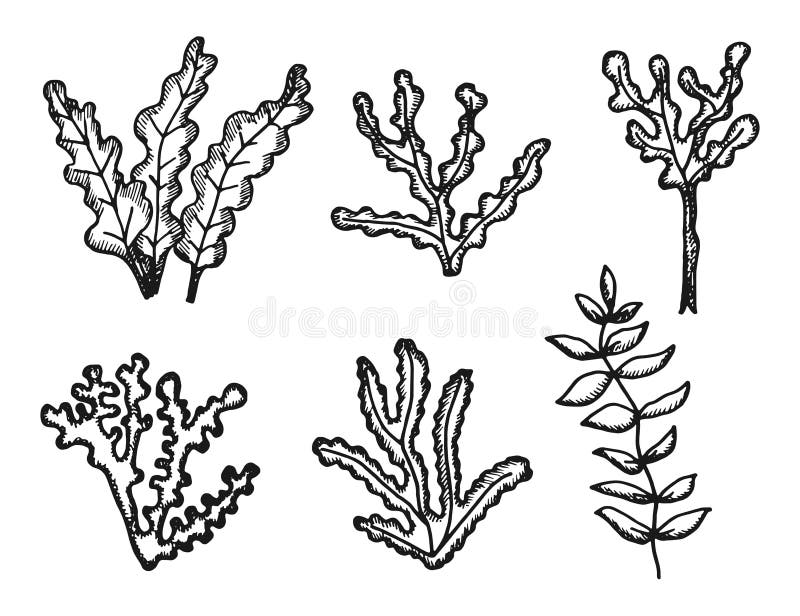 Algae Outline Isolated Plants. Linear Drawing Stock Vector ...