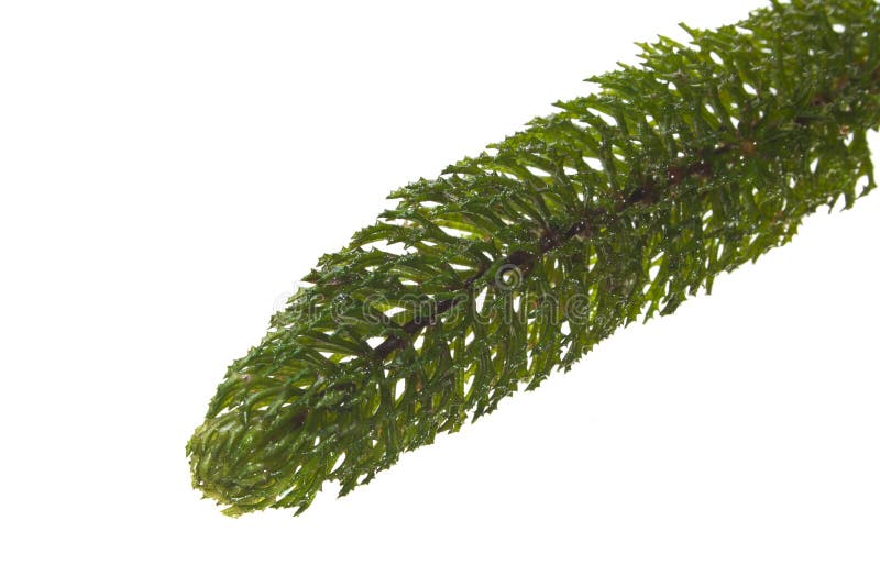 Algae Isolated on White Background Stock Image - Image of algae ...