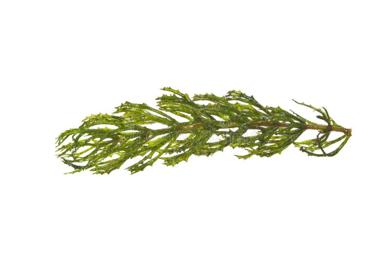Algae Isolated on White Background Stock Image - Image of algae ...