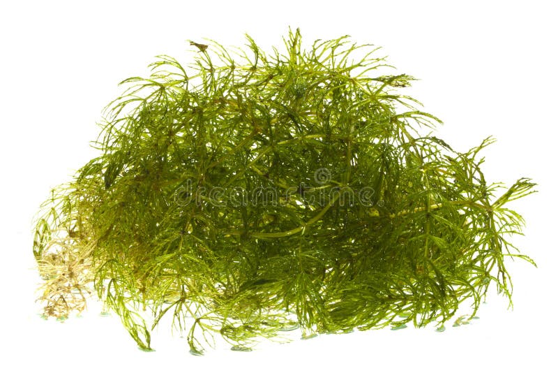 Algae Isolated on White Background Stock Image - Image of delicious ...