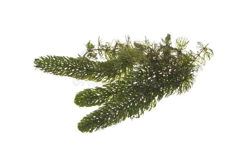 Algae Isolated on White Background Stock Image - Image of algae ...