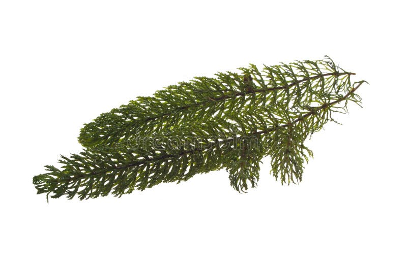 Algae Isolated on White Background Stock Image - Image of algae ...