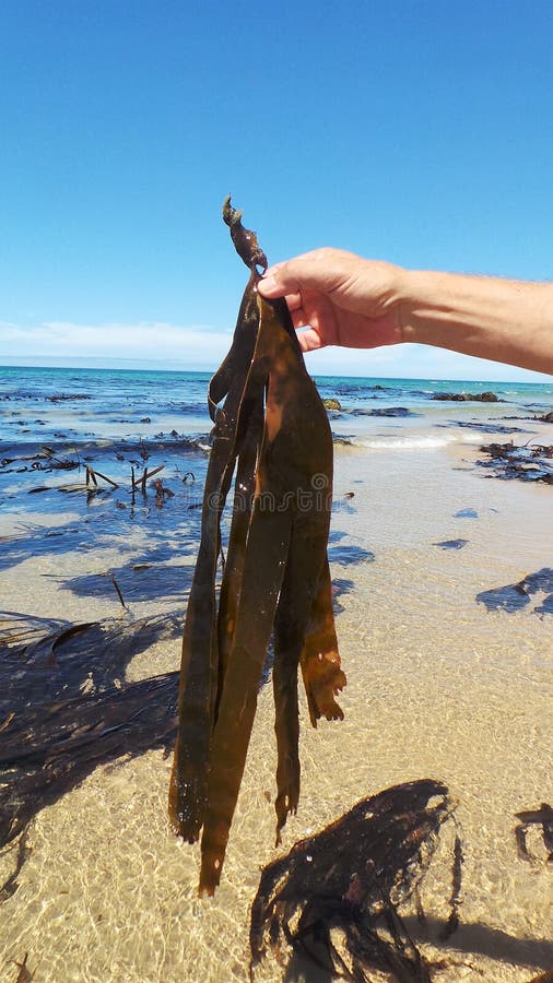 Algae Kelp, Seaweed Growing in Water, Atlantic Stock Image - Image of ...