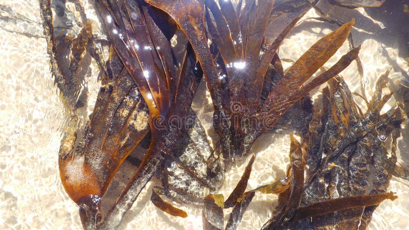 Algae Kelp, Seaweed Growing in Water, Atlantic Stock Image - Image of ...