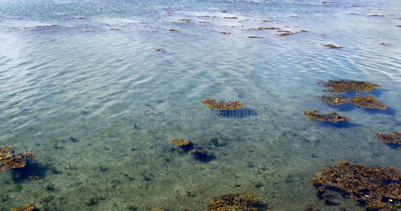 Algae are Kept on the Surface of a Transparent Reservoir. Aquatic ...