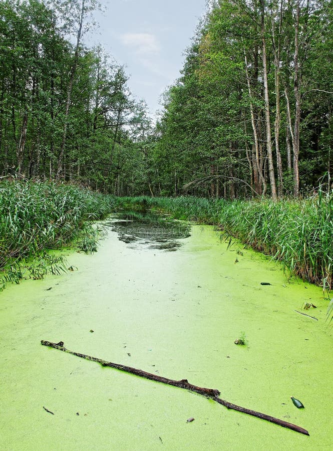 Algae lake. stock image. Image of summer, landscape, country - 29066177