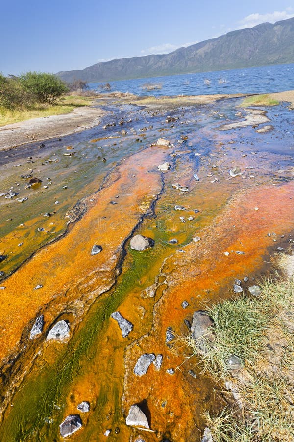 Colorful Algae at Lake Bogoria, Kenya Stock Photo - Image of nature ...
