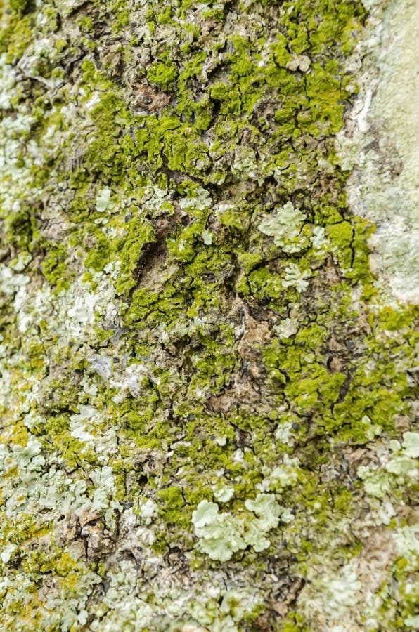 Algae and Lichen on Tree Bark Stock Image - Image of plants, texture ...