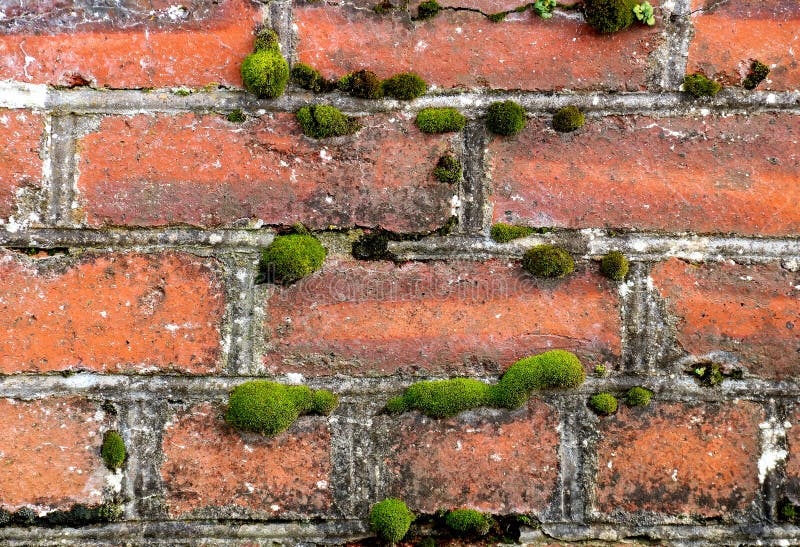 Algae and Moss Growing on an Old Red Brick Garden Wall Stock Photo ...