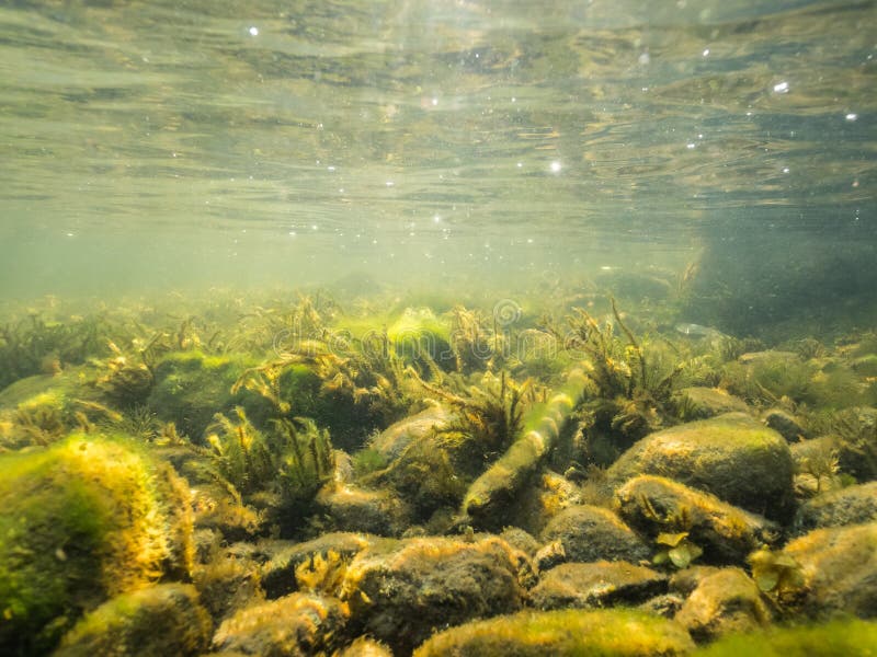 Algae and Moss Growing on Stones Near Groundwater Source in Lake Stock ...