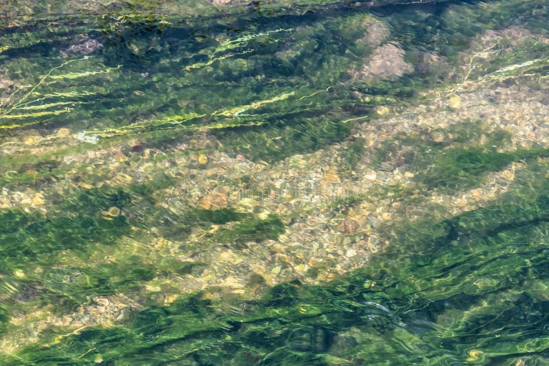 Algae in Mountain Stream Clear Water - Image Stock Photo - Image of ...