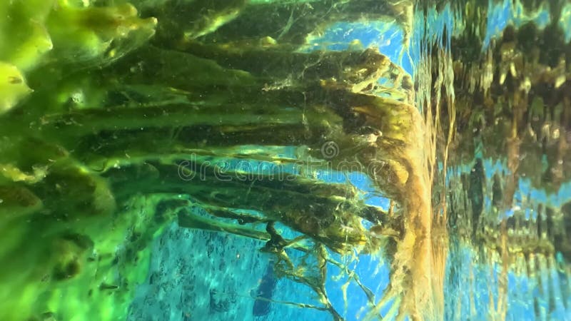Algae and Natural Sunlight Underwater Seascape in the Ocean Stock Video ...