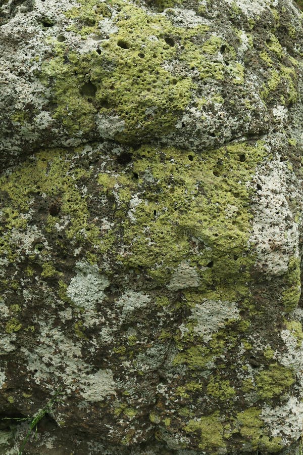 Algae and Other Plant Life on Rocks at a Lakes Edge Stock Photo - Image ...