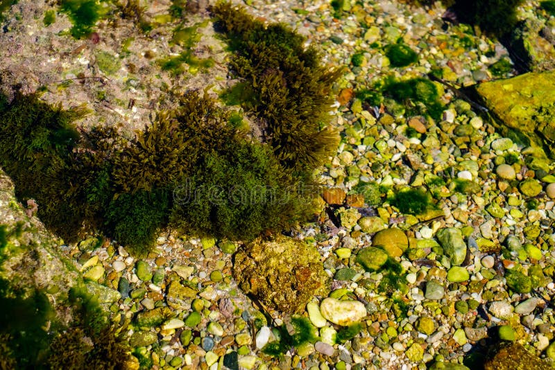 Pond Bottom Top View Plants Stock Photos - Free & Royalty-Free Stock ...