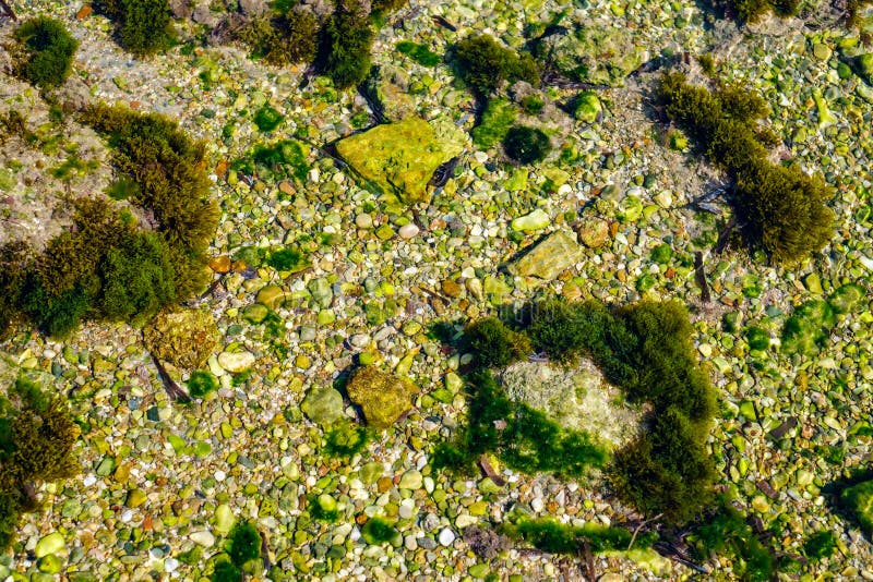 Algae and Other Plants on Rocks at the Bottom of the Lake Stock Image ...
