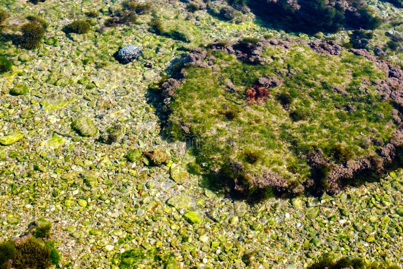 Algae and Other Plants on Rocks at the Bottom of the Lake Stock Photo ...