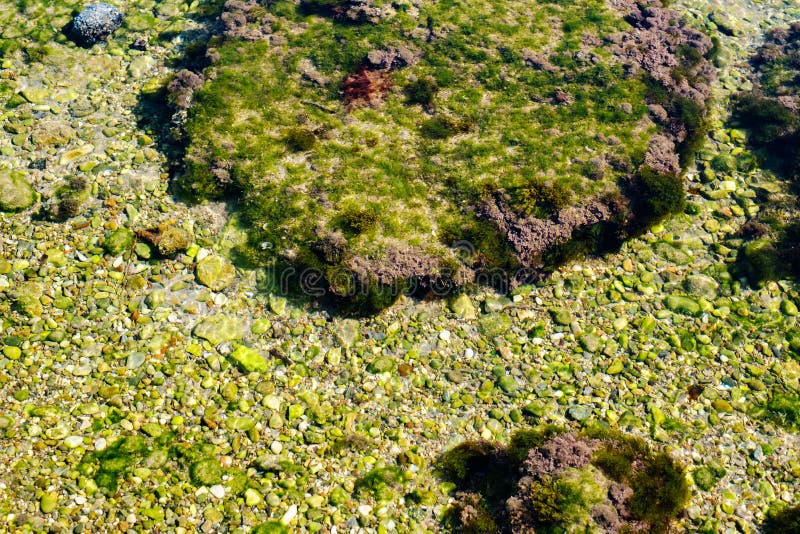 Algae and Other Plants on Rocks at the Bottom of the Lake Stock Photo ...