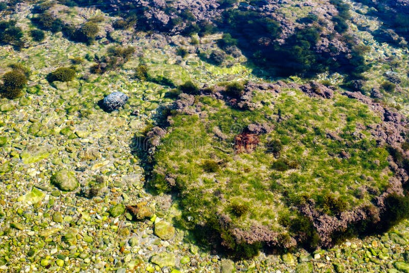 Algae and Other Plants on Rocks at the Bottom of the Lake Stock Image ...