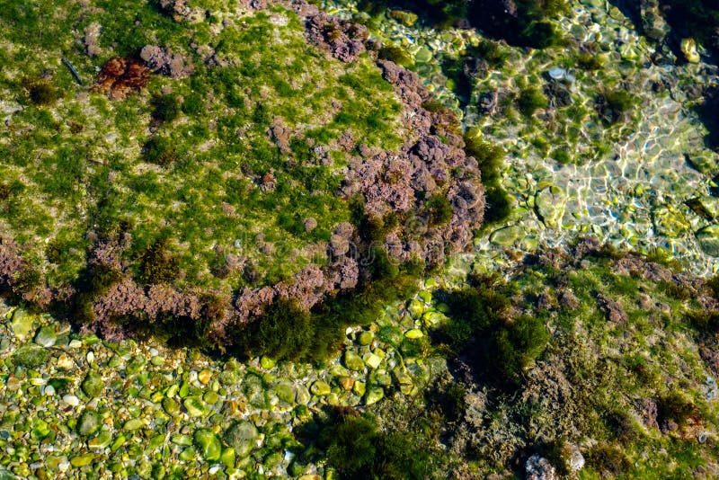 Algae and Other Plants on Rocks at the Bottom of the Lake Stock Image ...