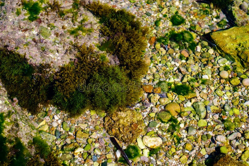 Algae and Other Plants on Rocks at the Bottom of the Lake Stock Photo ...