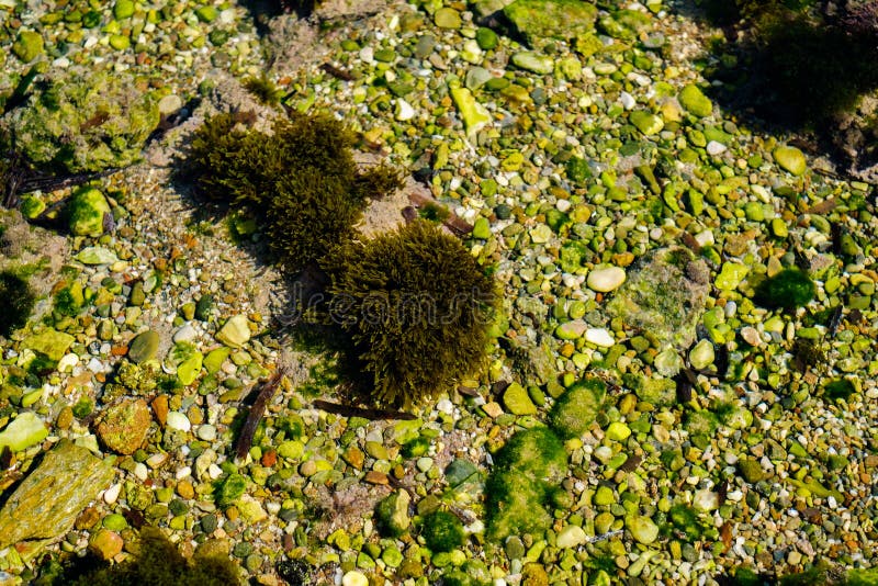 Pond Bottom Top View Plants Stock Photos - Free & Royalty-Free Stock ...