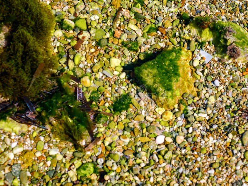 Pond Bottom Top View Plants Stock Photos - Free & Royalty-Free Stock ...