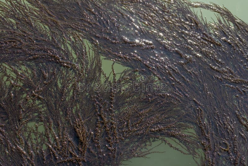 Algae stock photo. Image of filth, salt, plant, grimy - 30930444
