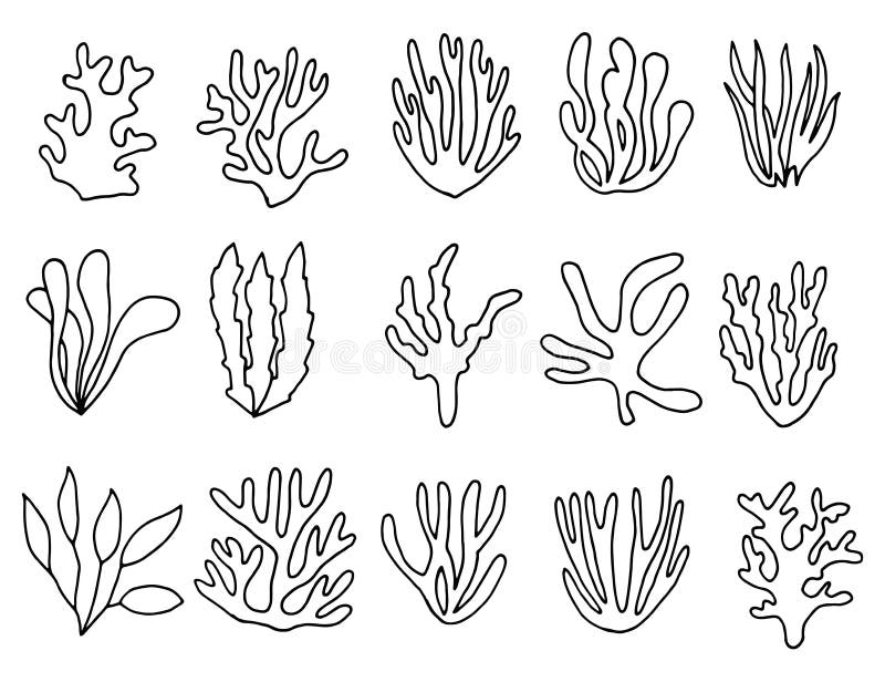 Algae Outline Isolated Plants. Linear Drawing Stock Vector ...