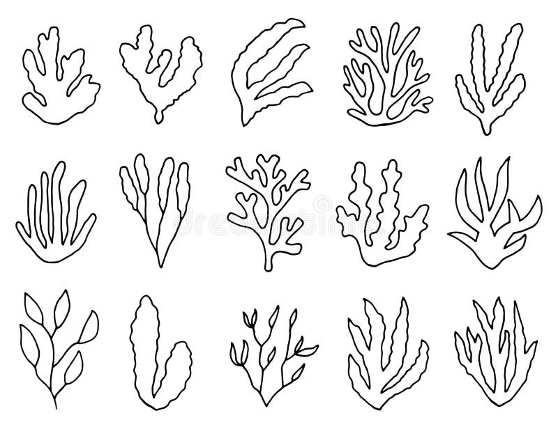 Algae Outline Isolated Plants. Linear Drawing Stock Vector ...