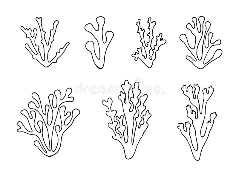 Algae Outline Isolated Plants. Linear Drawing Stock Vector ...