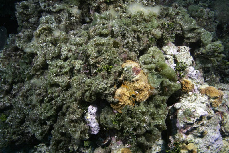 Algae Overgrowing a Coral Reef Underwater Stock Photo - Image of ...