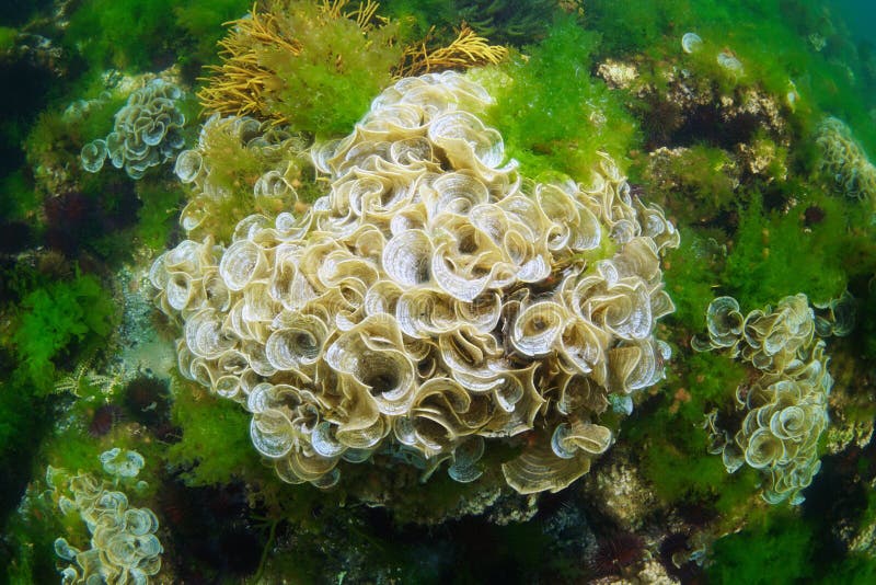 Algae Padina Pavonica Underwater in the Atlantic Ocean Stock Photo ...