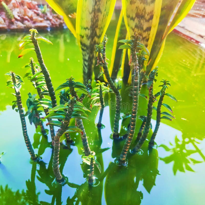 Algae Plant that Grows in a Fish Pond Stock Photo - Image of nature ...