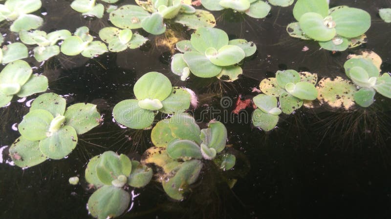 Algae plant leaf stock image. Image of leaf, lotus, eating - 167150861