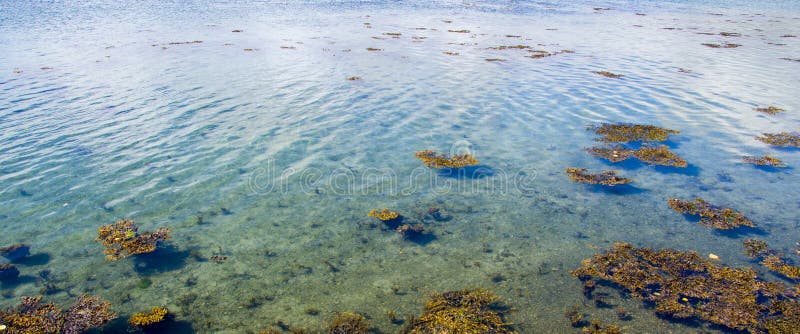 Algae Plants on the Surface of Clear Water on a Sunny Day Stock Photo ...