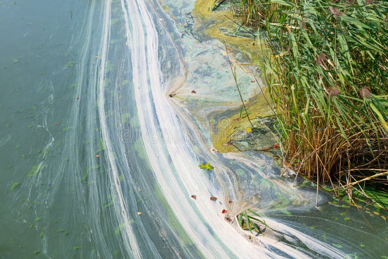 Algae and Pollen on the Surface of the Water. Blooming Water in a Pond ...
