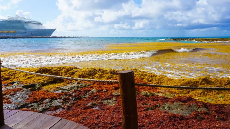 Algae Pollute at Beach in Mexico. Stock Photo - Image of sargassum ...