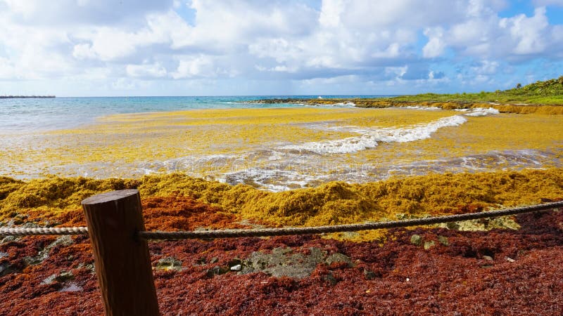 Algae Pollute at Beach in Mexico. Stock Photo - Image of playa, water ...