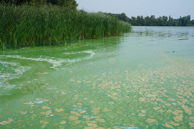 Algae Polluted River Water with Green Reeds Stock Image - Image of ...