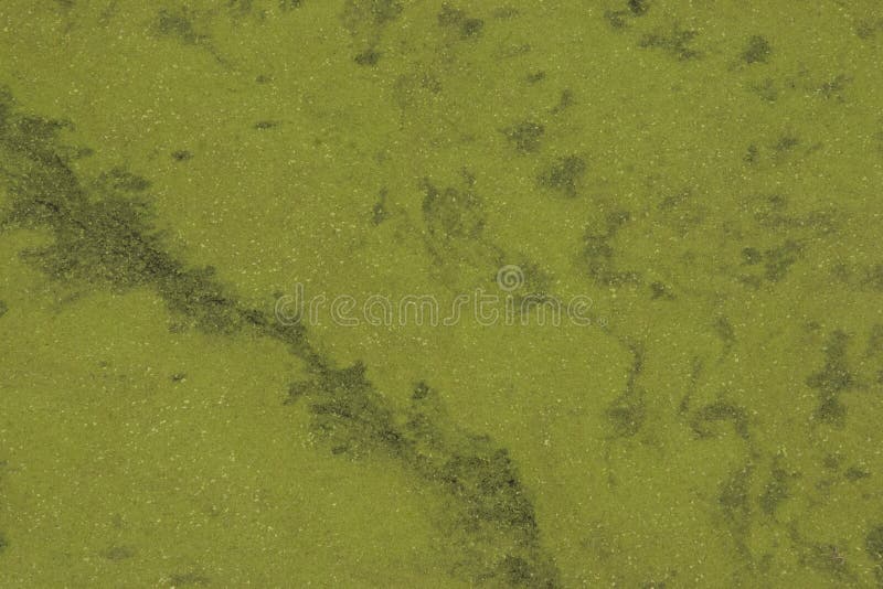 Algae on a Pond stock photo. Image of texture, scum, brackish - 68354252