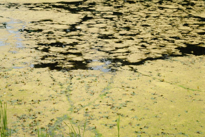 Algae in pond in summer stock image. Image of waste, danger - 93728981