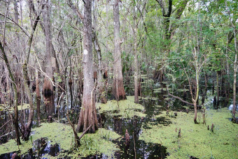 Algae and pond stock image. Image of nature, feeding - 77821757
