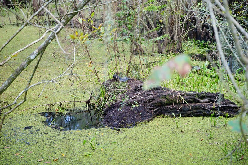 Algae and pond stock photo. Image of palms, lazy, alligator - 77822110