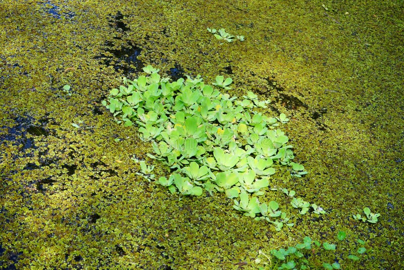 Algae and pond stock image. Image of peaceful, fish, lettuce - 77822233