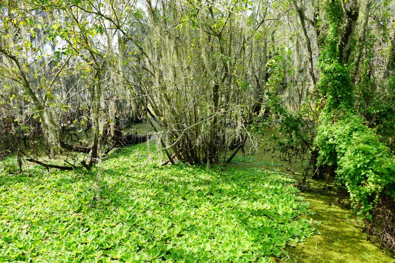 Algae and pond stock photo. Image of acclimated, nature - 77822286