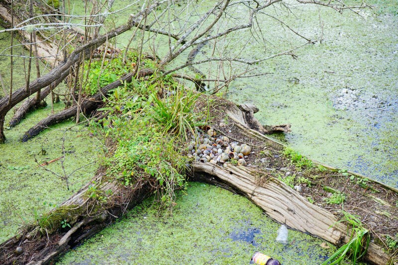 Algae and pond stock image. Image of cloud, little, crocodile - 84198179