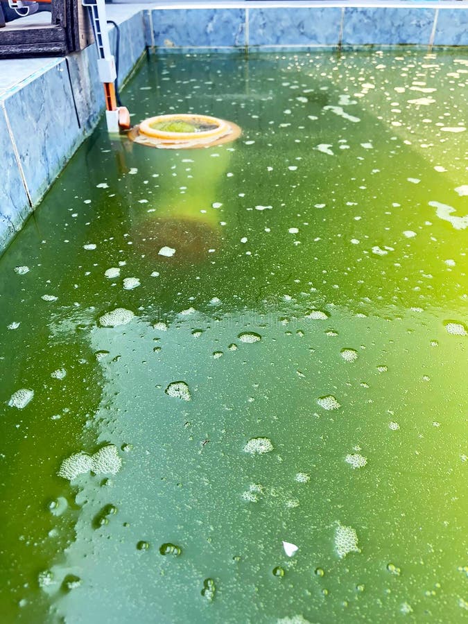 Dirty Green Shades Abstract Blurs Shapes Backgrounds Stock Photo ...